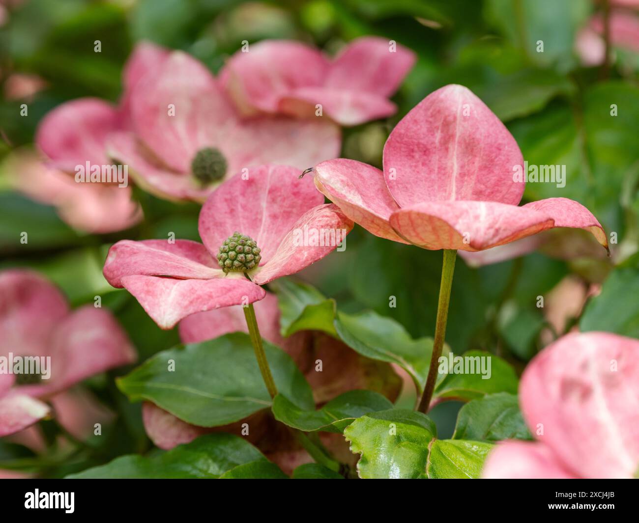 Cornus florida f rubra hi-res stock photography and images - Alamy