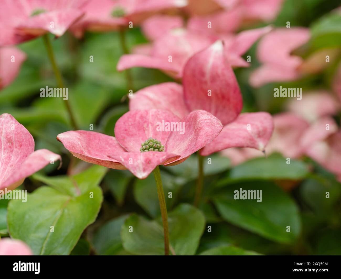 Cornus florida f rubra hi-res stock photography and images - Alamy