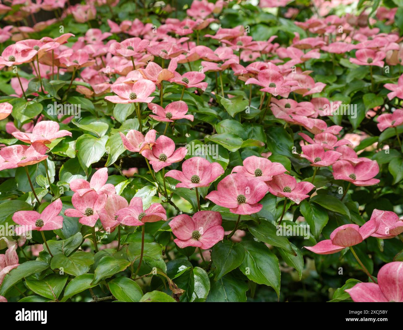 Cornus florida f rubra hi-res stock photography and images - Alamy