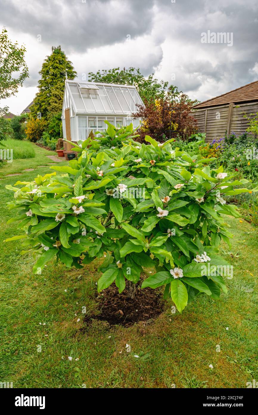Dwarf mulberry tree hi-res stock photography and images - Alamy