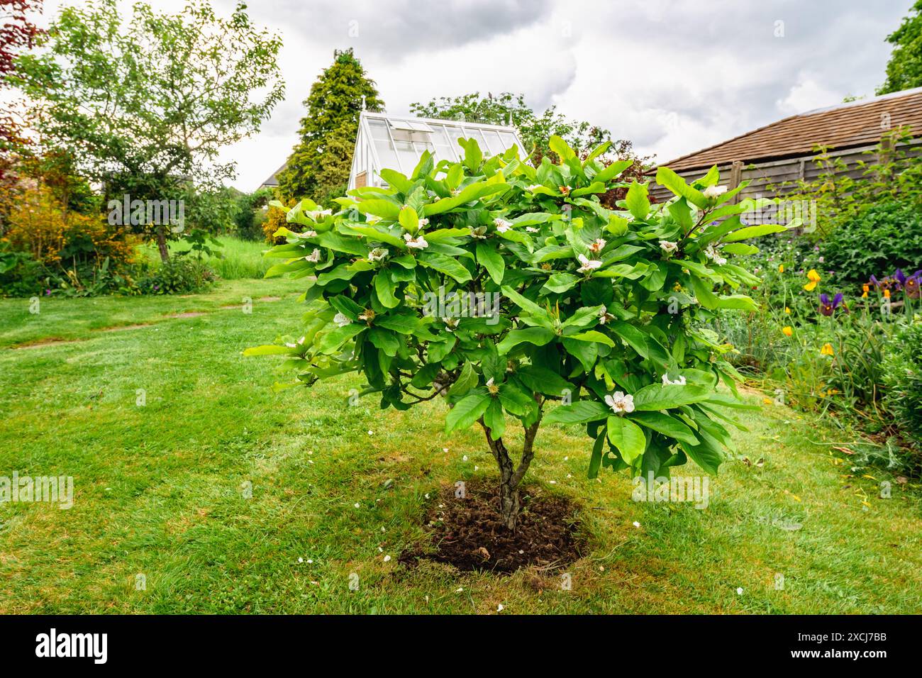 Dwarf Mulberry tree in a garden Stock Photo - Alamy