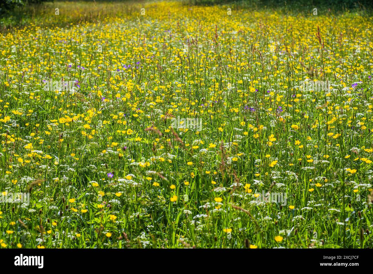 Field of yellow Hay Meadow flowers Stock Photo - Alamy