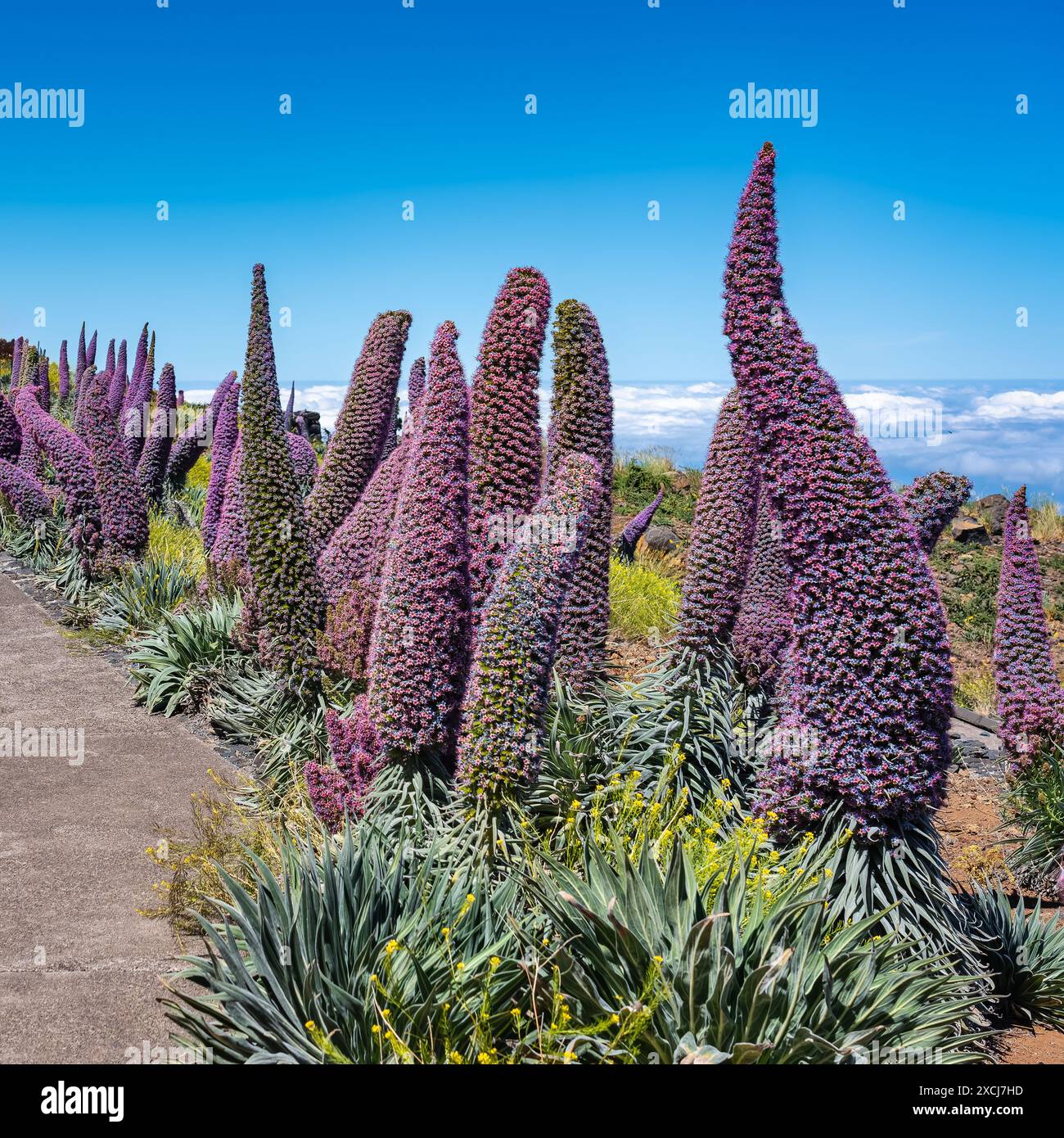 Endemic plants of the volcanic areas of the Canary Islands called ...