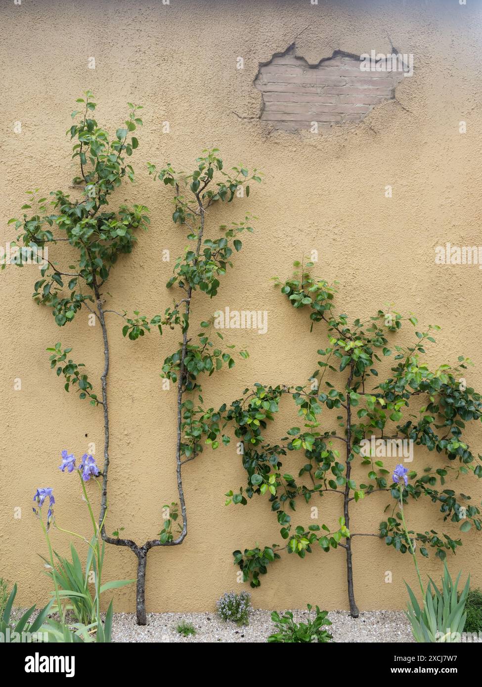 Pruning pear trees hi-res stock photography and images - Alamy