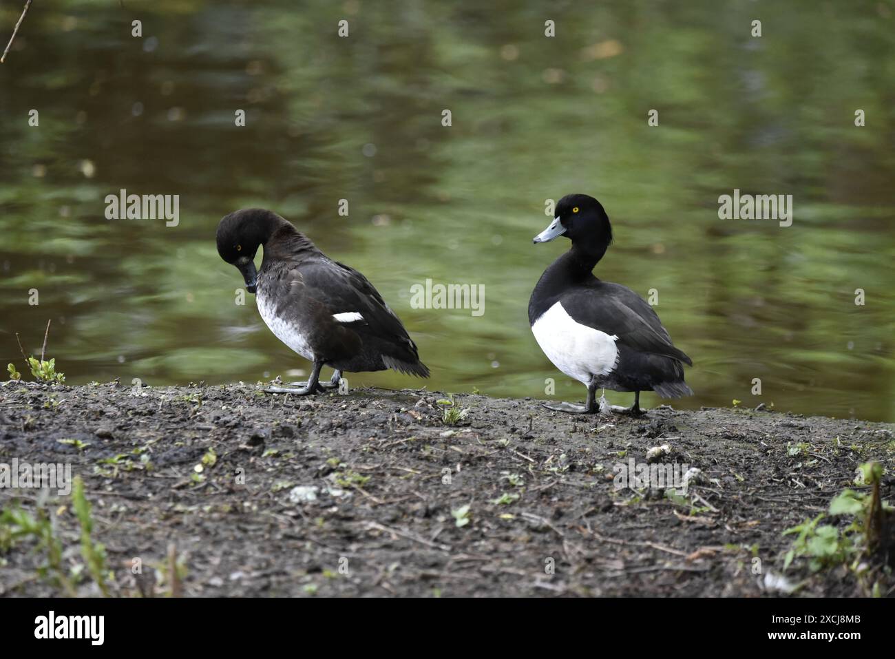 Close-Up Image of a Pair of Tufted Ducks (Aythya fuligula) Standing on ...
