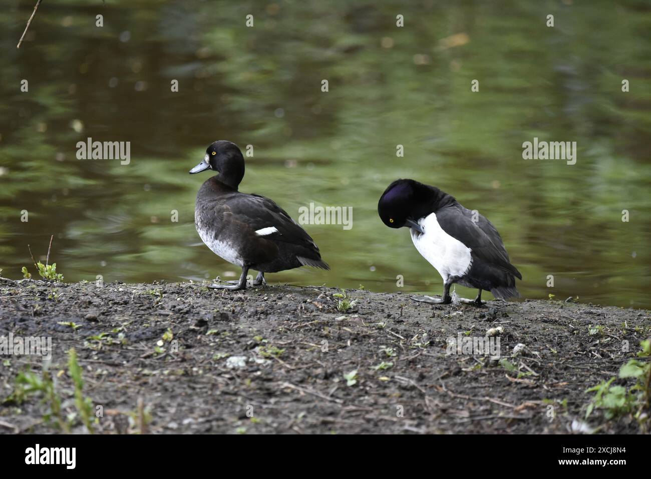 Pair of Tufted Ducks (Aythya fuligula) Standing in Left-Profile on the ...