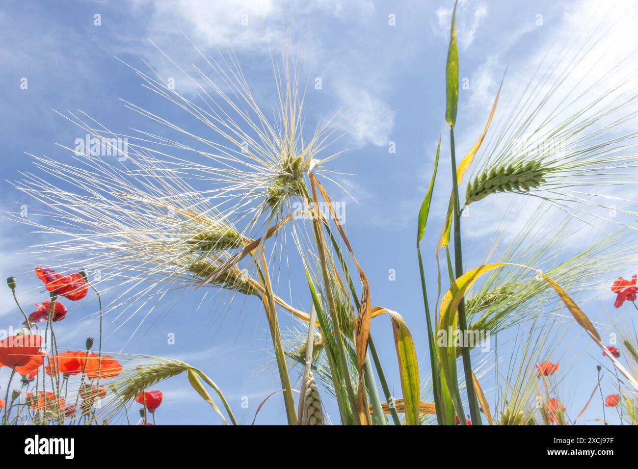 Ears of wheat and poppy flowers on blue sky background with sun rays ...