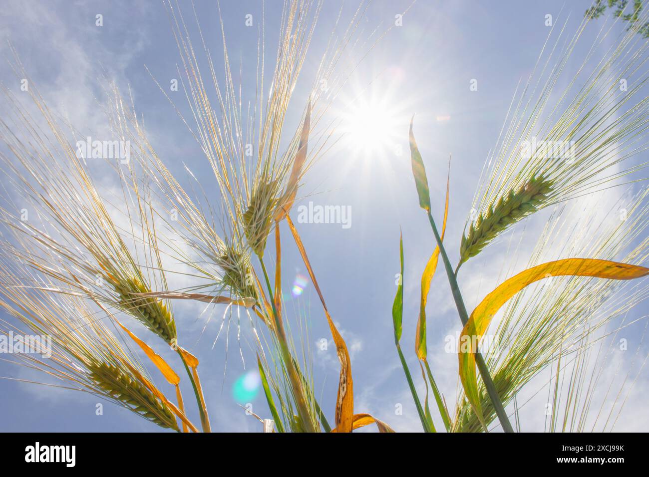 Ears of wheat on blue sky background with sun rays. Wheat field, bottom ...