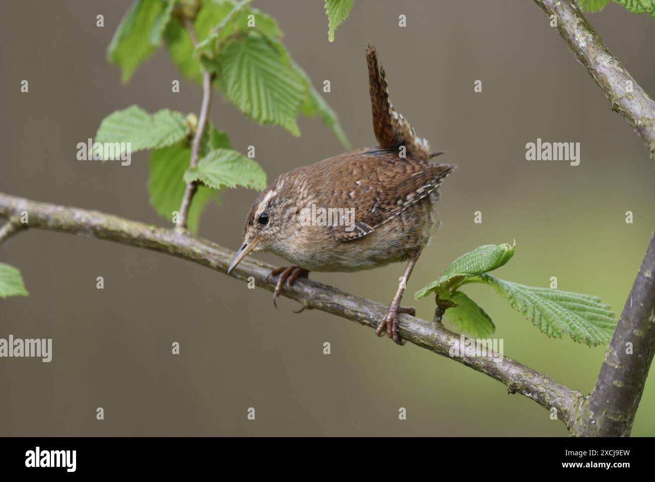 Wren clinging to a branch hi-res stock photography and images - Alamy