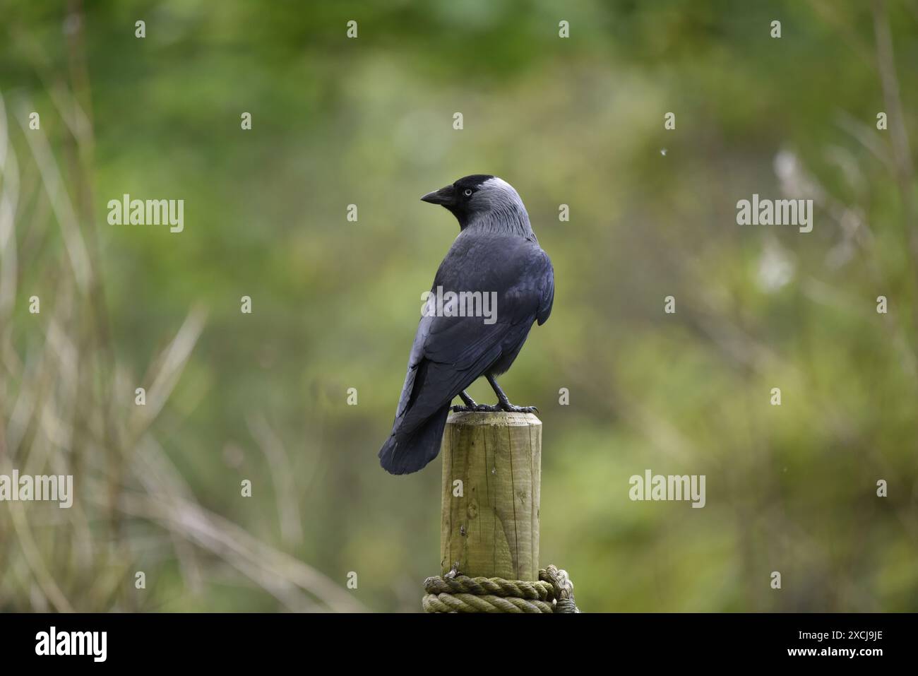 Western Jackdaw (Corvus monedula) Perched on Top of a Wooden Pole, Rear ...