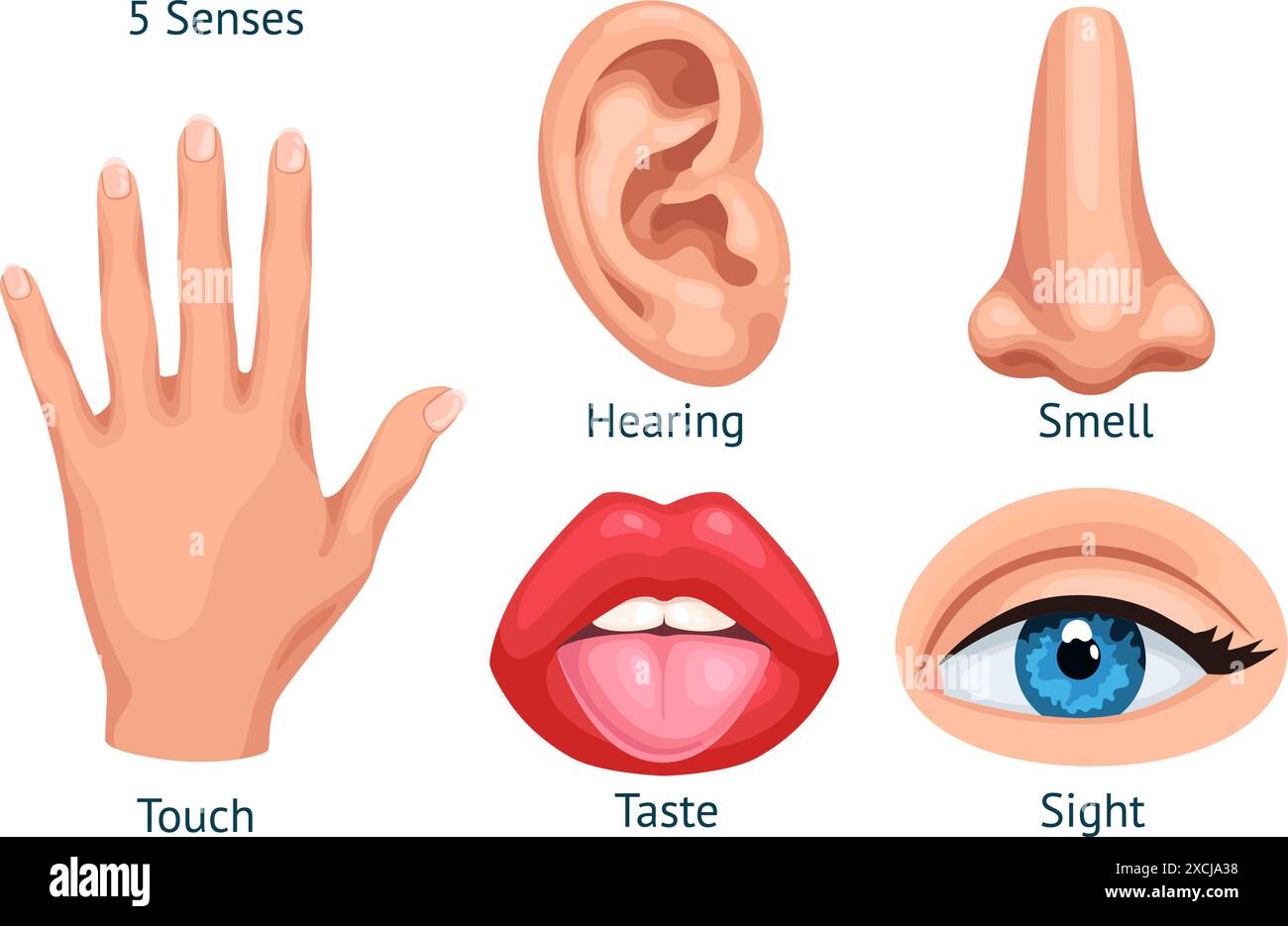 Cartoon sense organs. Five senses and sensation human sensory organ, taste smell hearing touch ...