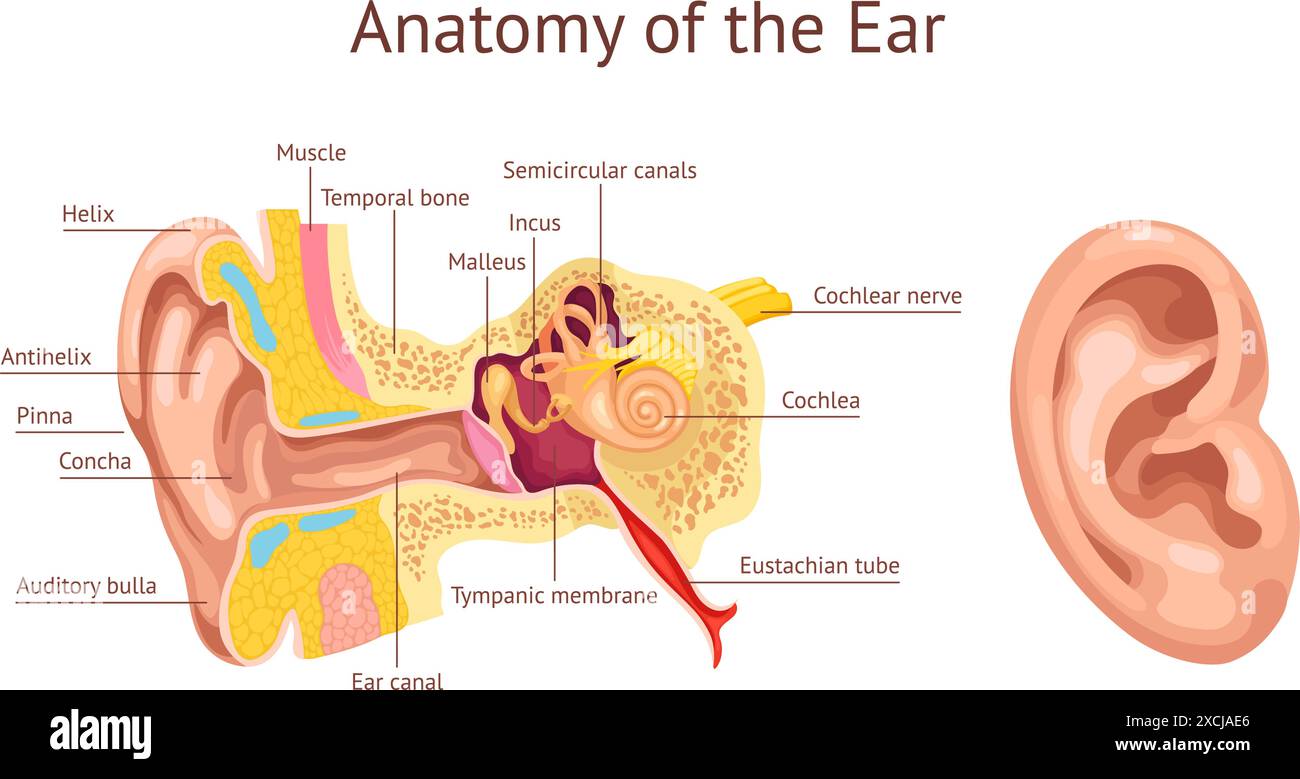 Ear cochlea. Ears anatomy diagram, human auditory system inner organ ... Ear cochlea. Ears anatomy diagram, human auditory system inner organ ...