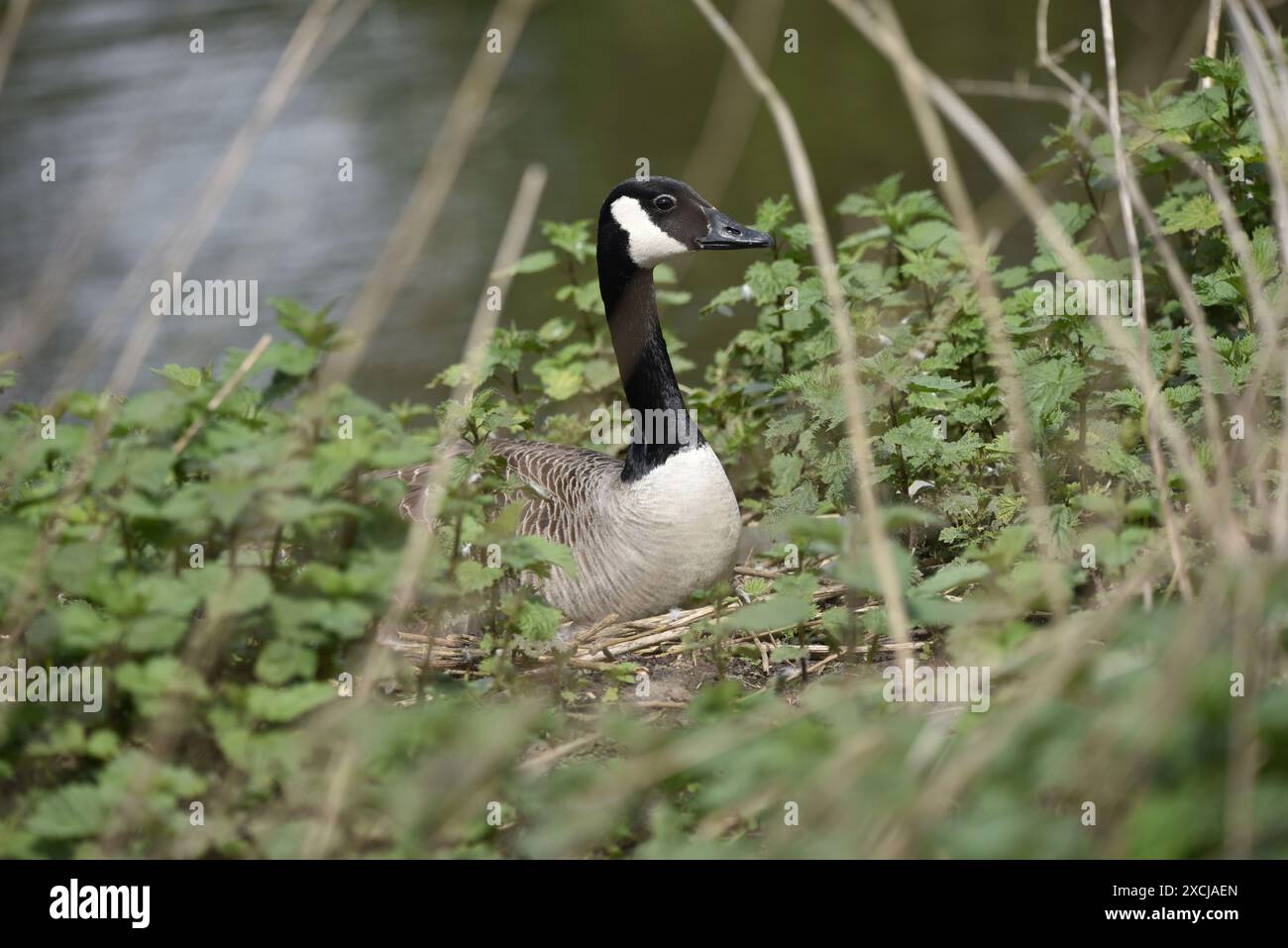 Canada Goose (Branta canadensis) Sitting on a Nest in Deep Vegetation ...