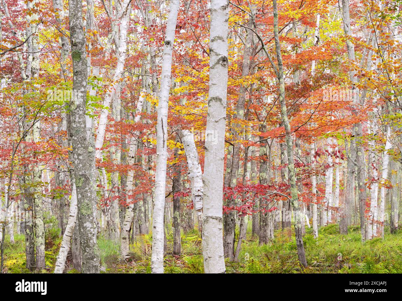 Birch trees in Fall foliage at Sieur de Monts in Acadia National Park ...