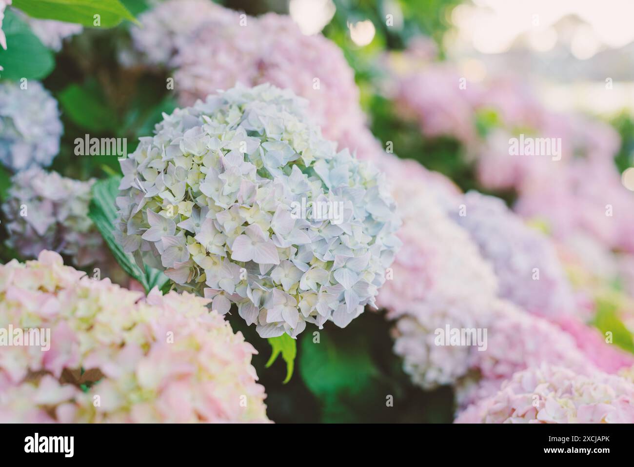 Hydrangea bush in bloom. Beautiful garden Stock Photo - Alamy