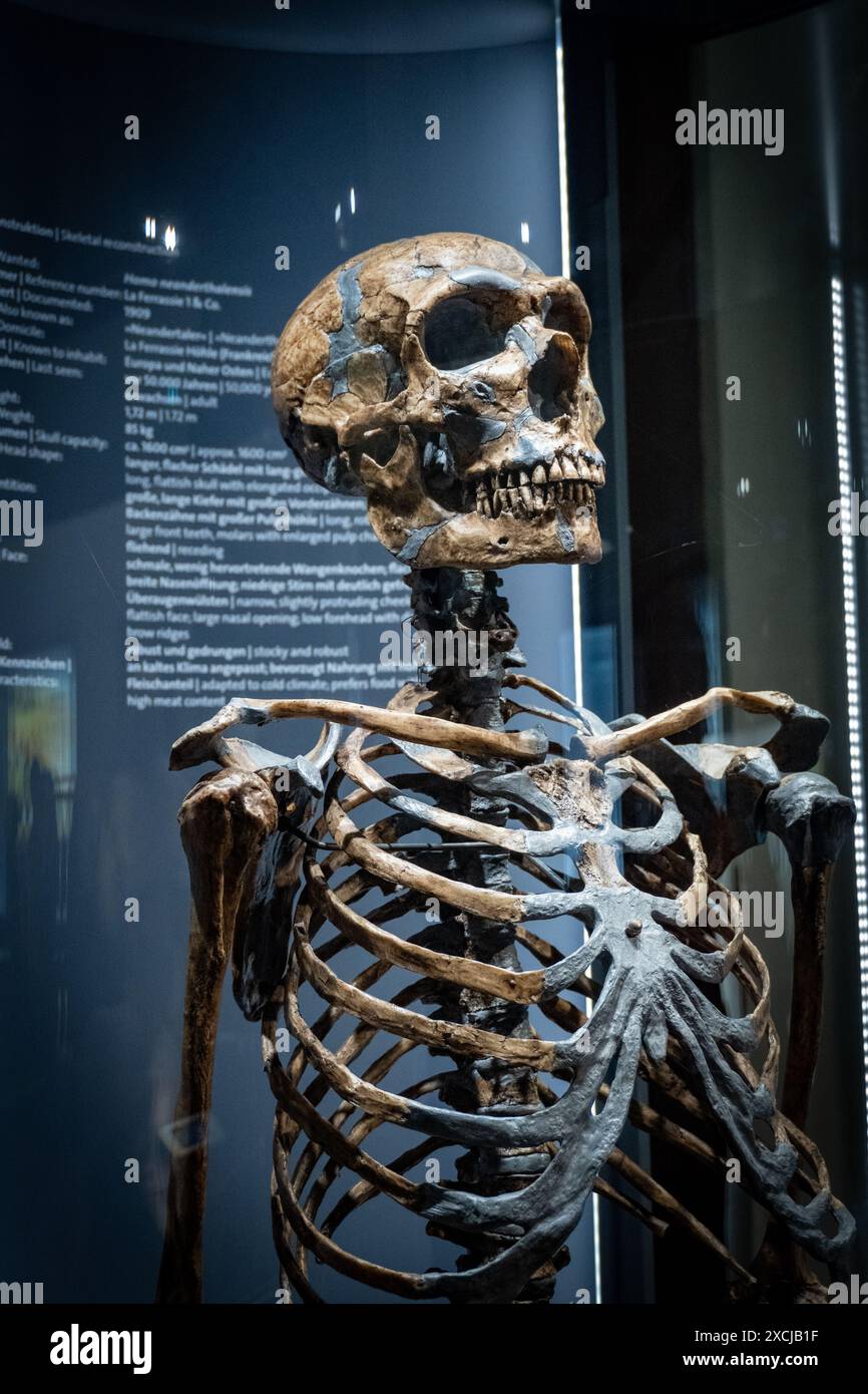 Knochen museum hi-res stock photography and images - Alamy