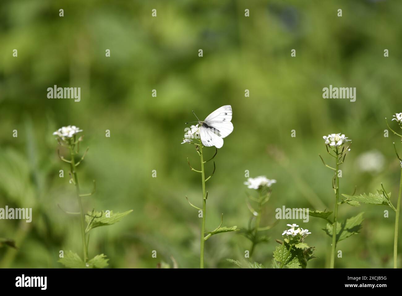 Female Small White Butterfly (Pieris rapae) View From Above of ...