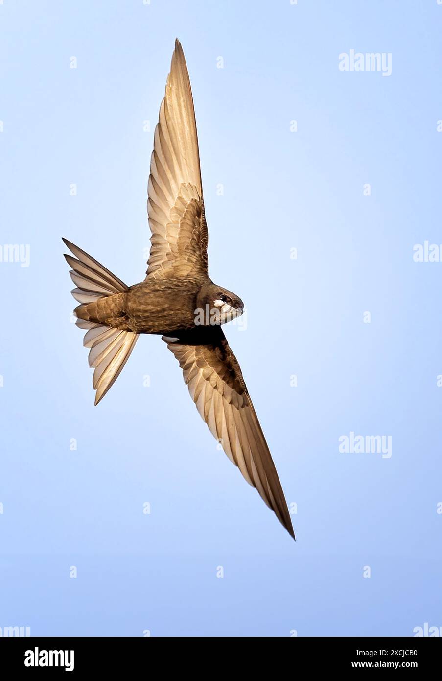 Best fighter jet hi-res stock photography and images - Alamy