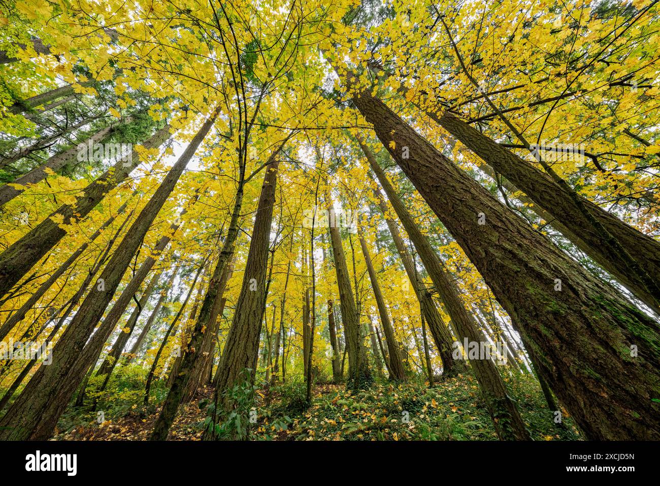 Big Leaf Maple trees in fall color. Wilsonville, OR Stock Photo - Alamy