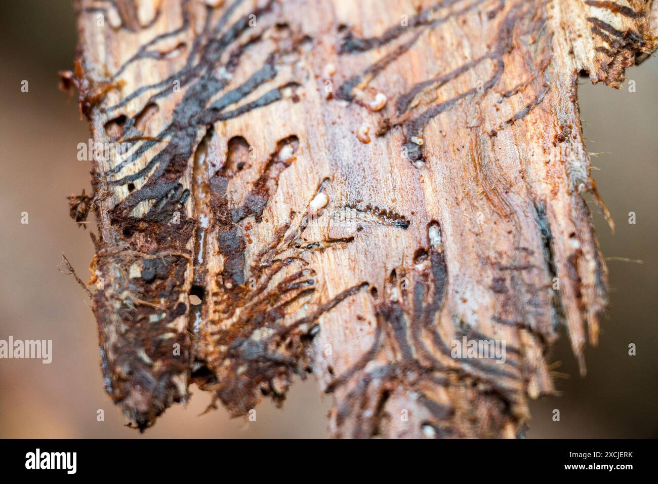 Steinwiesen, Germany. 17th June, 2024. An employee of the Bavarian ...