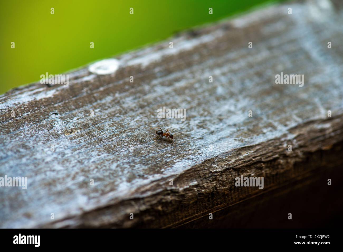 A close-up macro photo of a solitary ant walking on a wooden fence ...