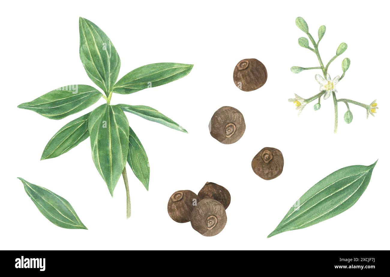 Blossoming Allspice plant with dried pimento seeds. Jamaica pepper ...