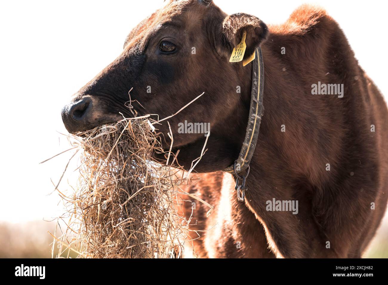 Brown cow standing in a field enjoying a meal of dry hay at Akrotiri ...