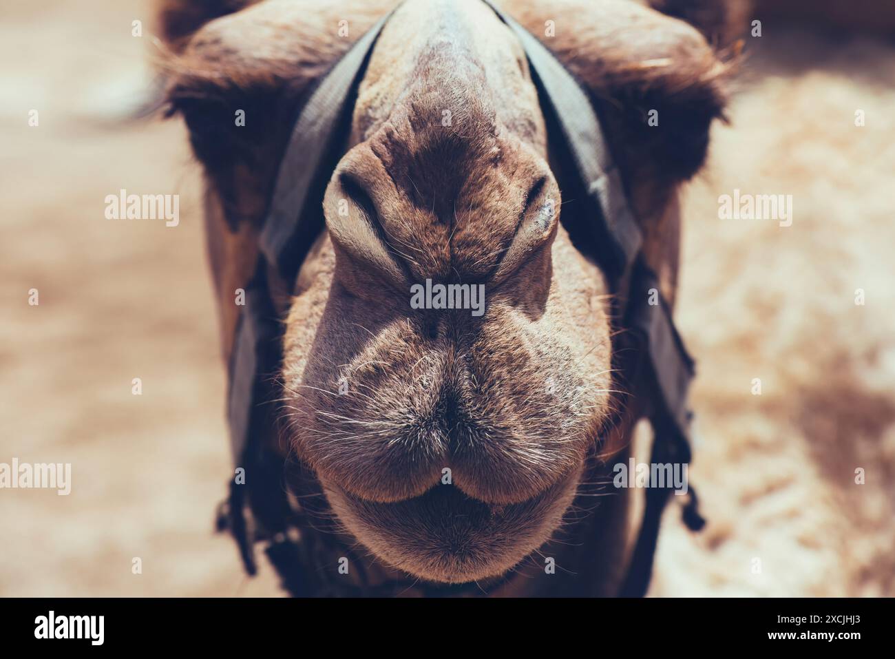 Dromedary camel wearing a harness is looking forward in the desert ...
