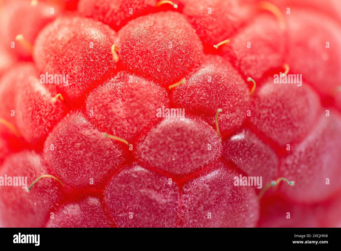 Extreme close up showing the texture of a ripe raspberry fruit Stock ...