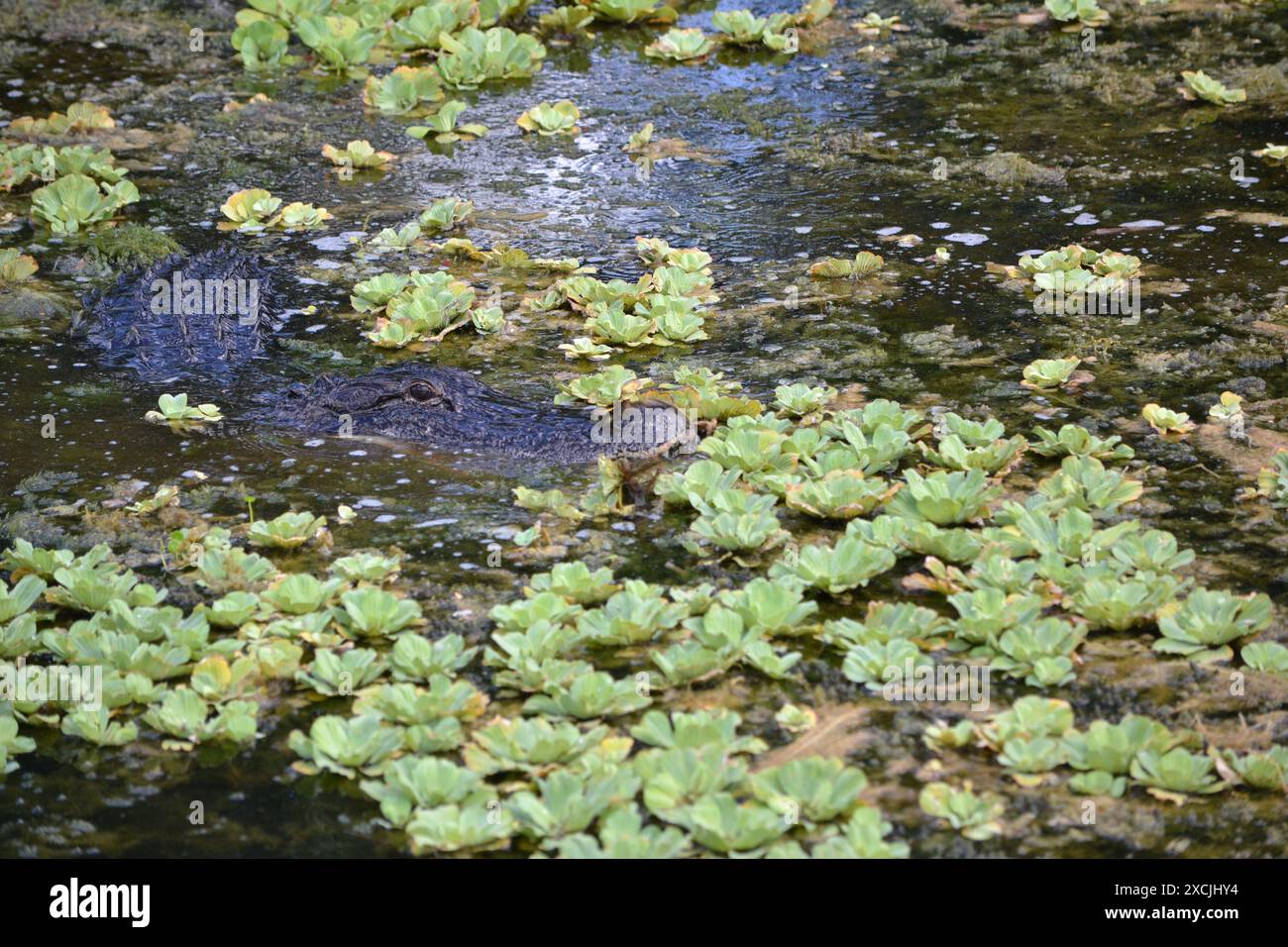 Alligator infested water hi-res stock photography and images - Alamy