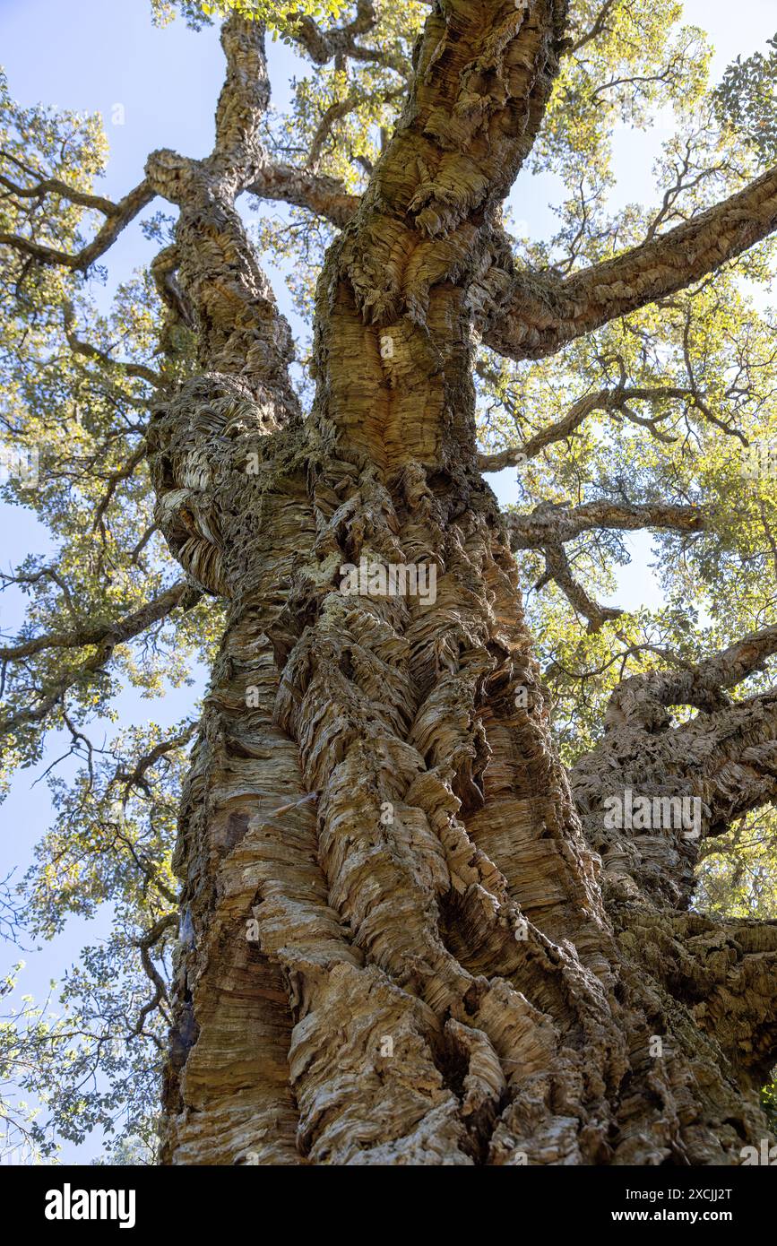 Cork Oak Tree In India