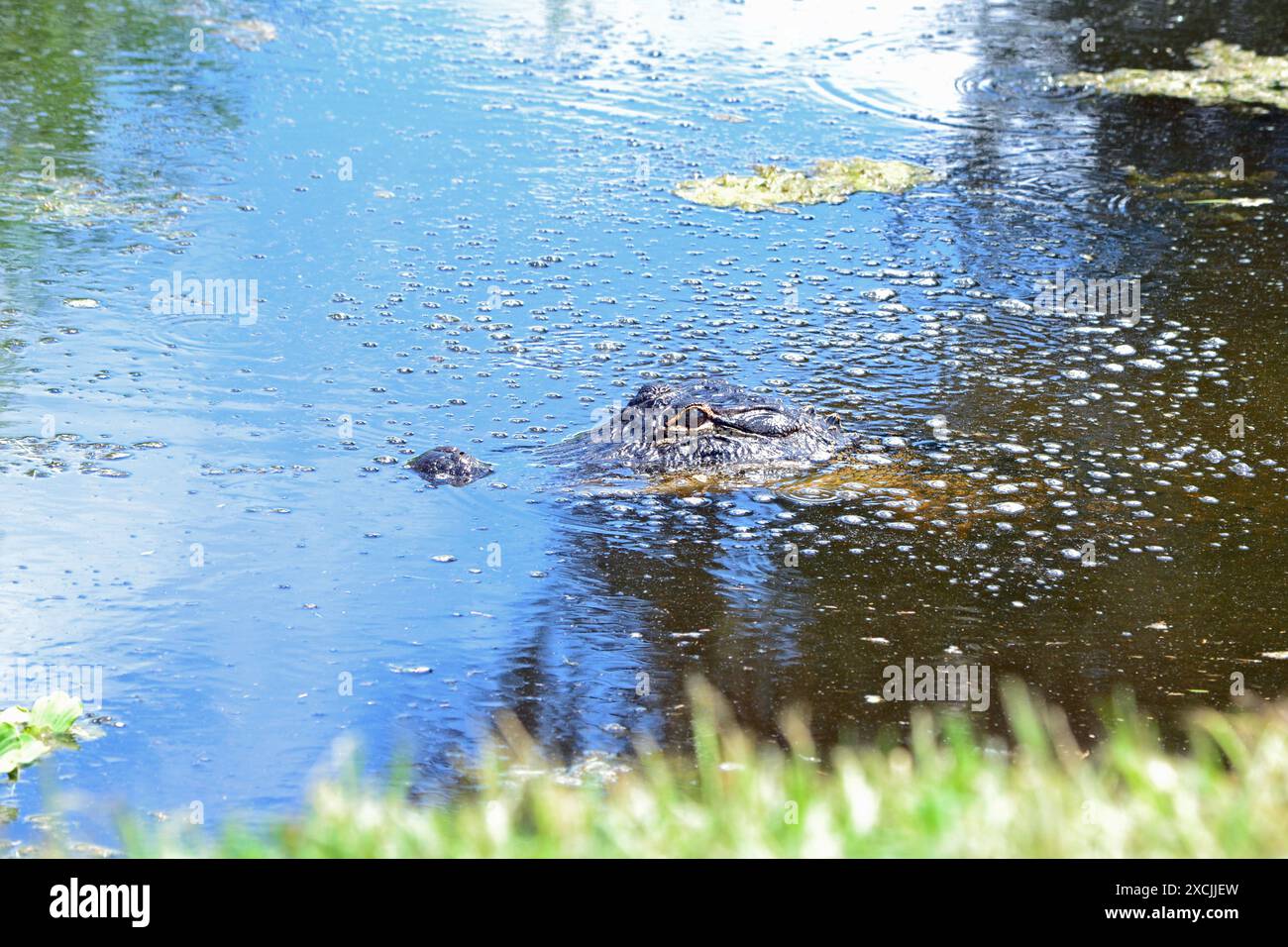 A close-up view of an alligator's head emerges above the water, gliding ...