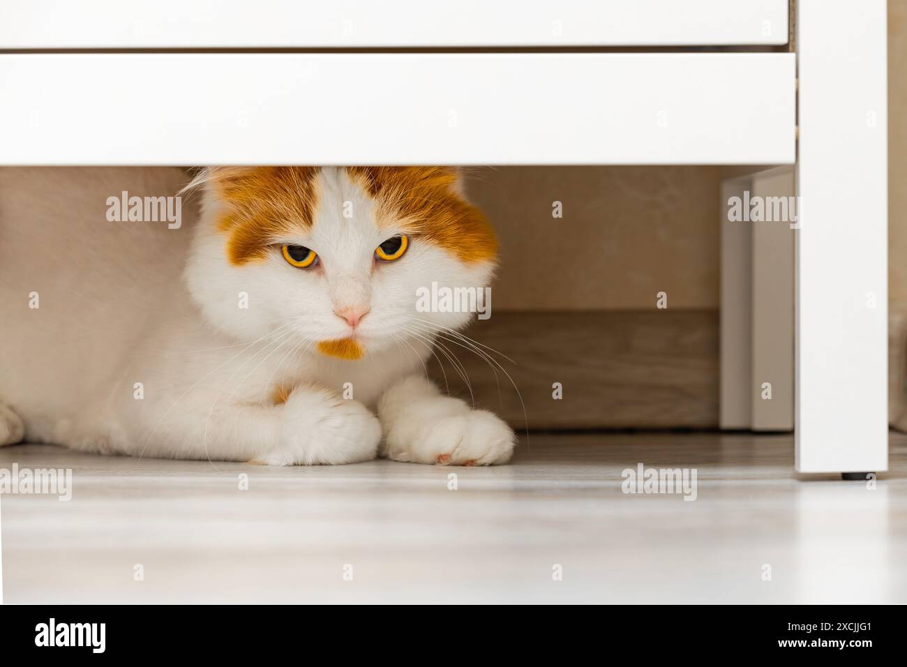 red cat hides under the closet from people. shy cat. close-up Stock ...