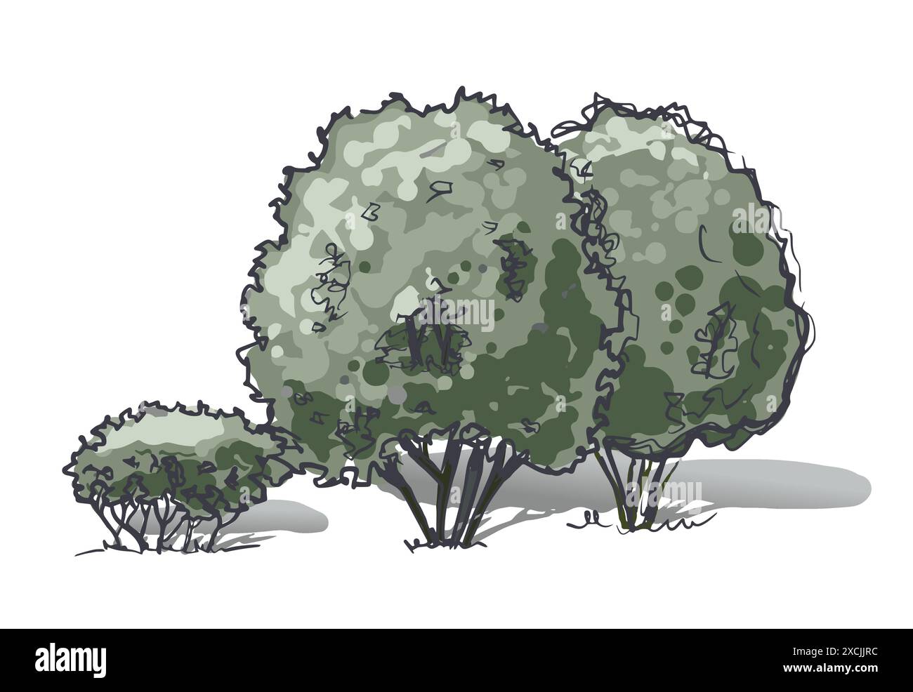 Groups of trees sketch in color. Hand drawing. isolated on white ...