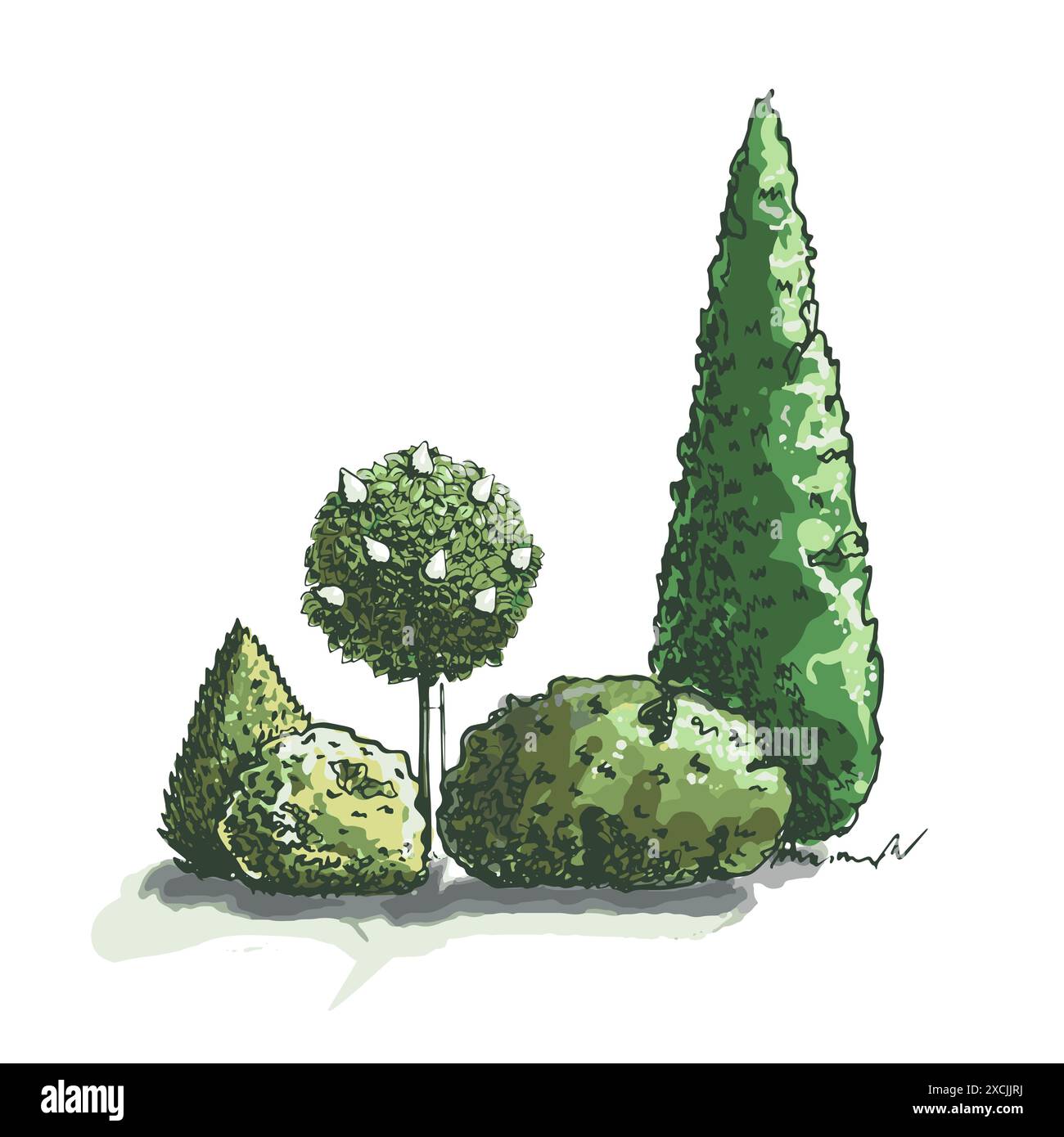 Groups of trees sketch in color. Hand drawing. isolated on white ...