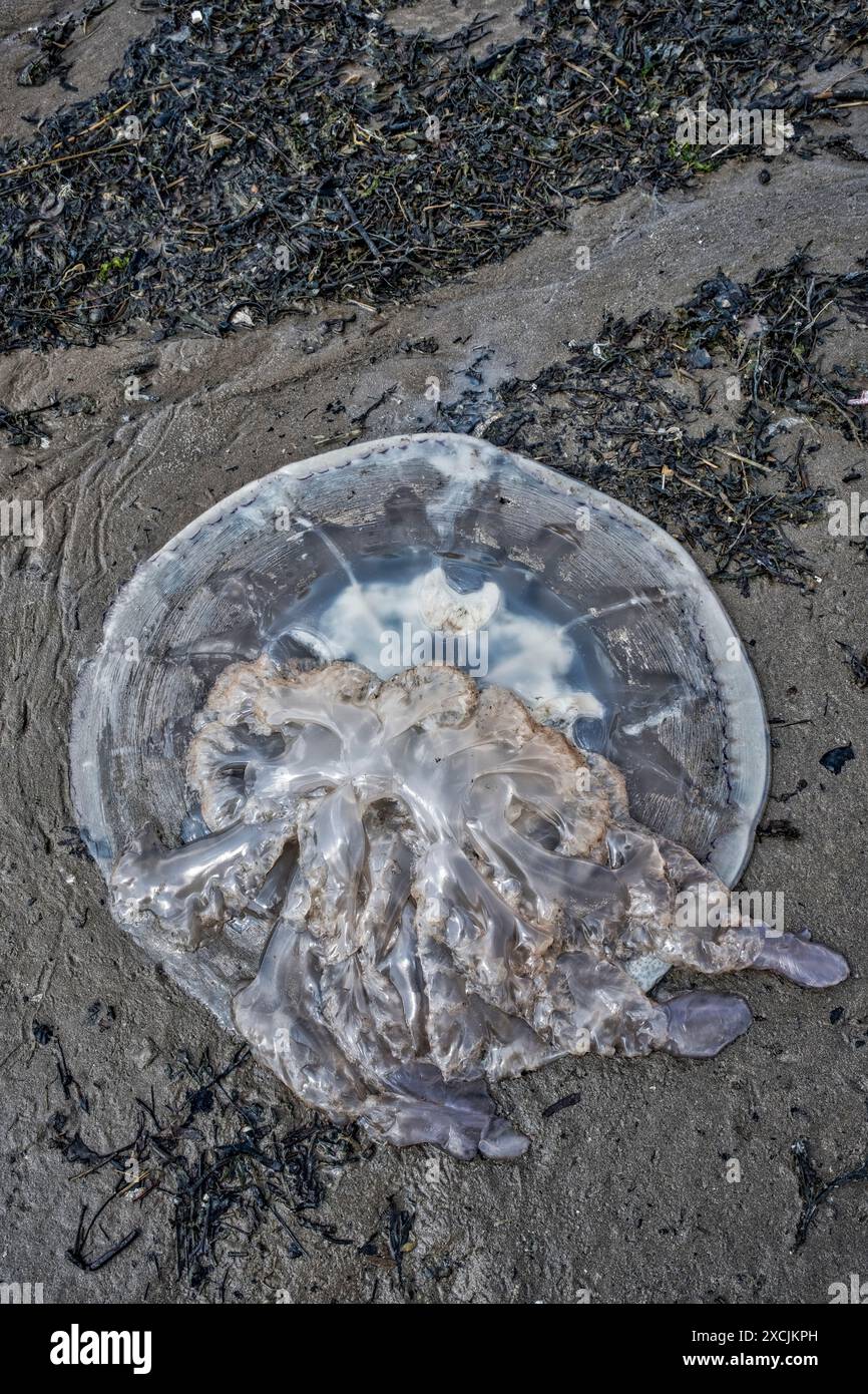 Jellyfish on beach of Tenby, Wales, UK Stock Photo - Alamy