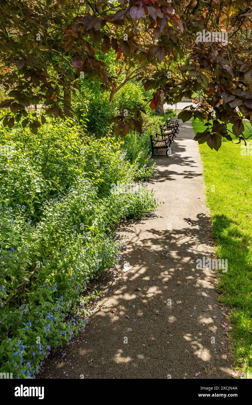 Abington Park, England, United Kingdom, UK. Travel, trees in the park ...