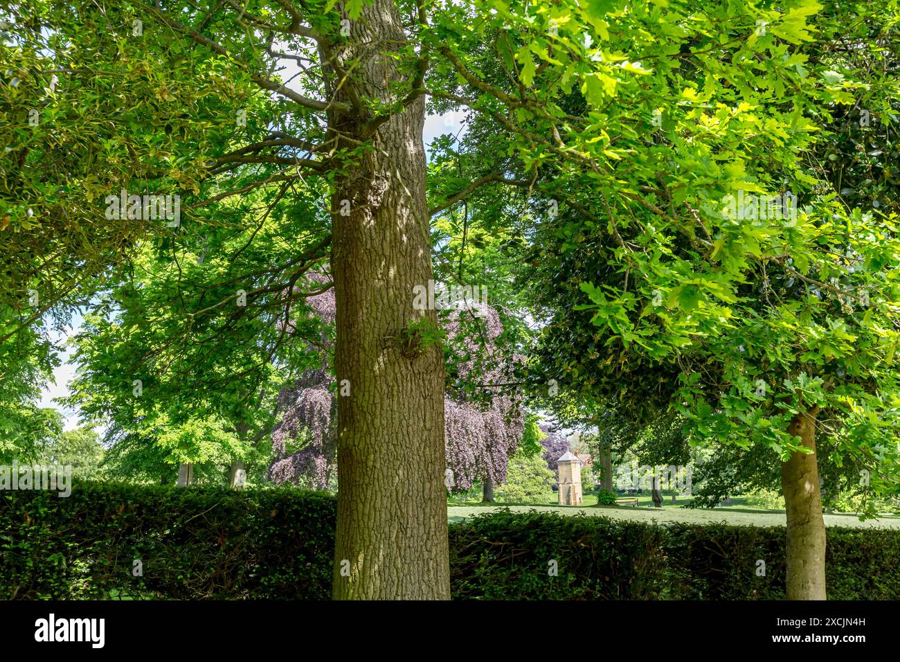Abington Park, England, United Kingdom, UK. Travel, trees in the park ...