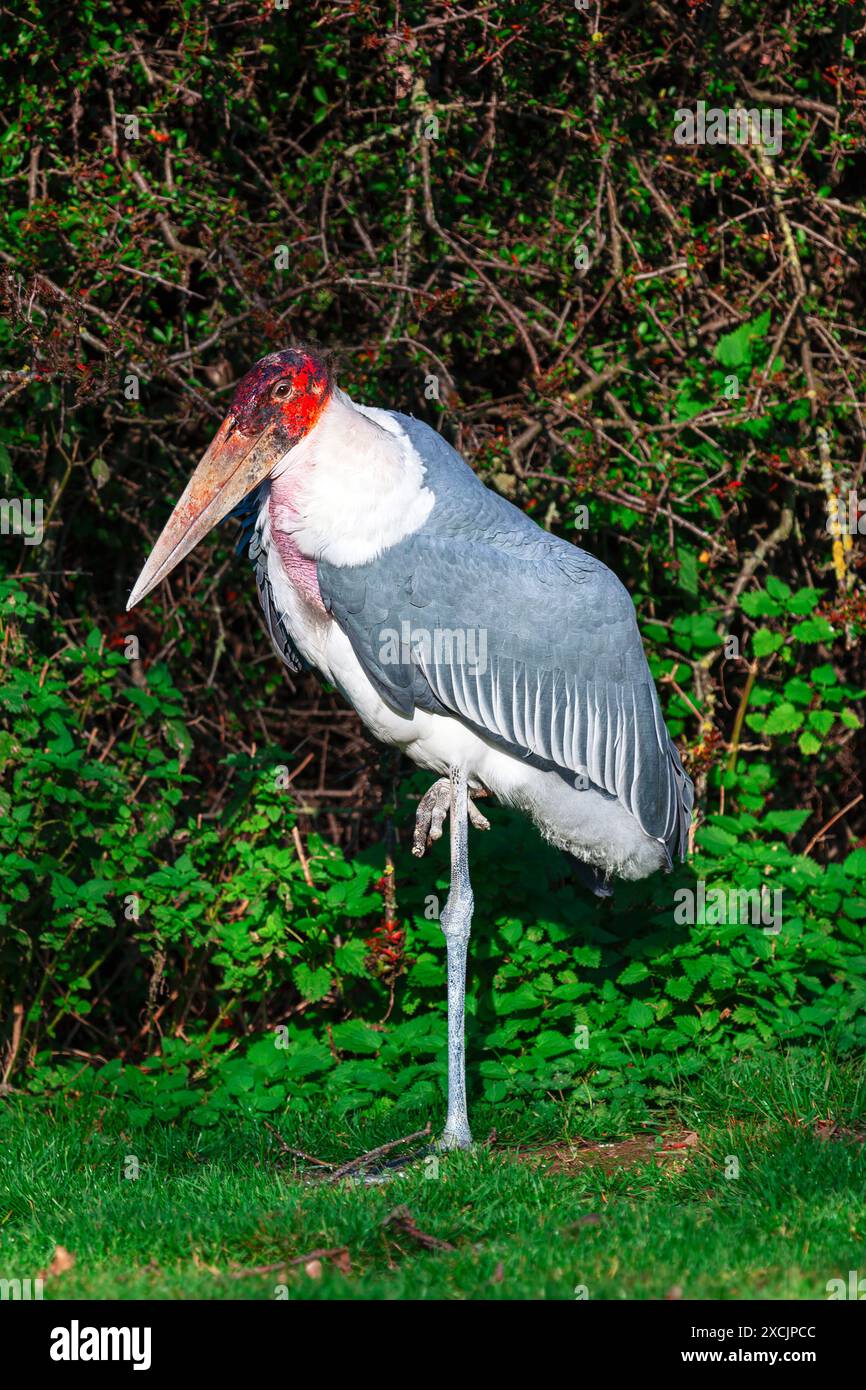 Marabou Stork standing on green nature. Leptoptilos crumenifer bird ...
