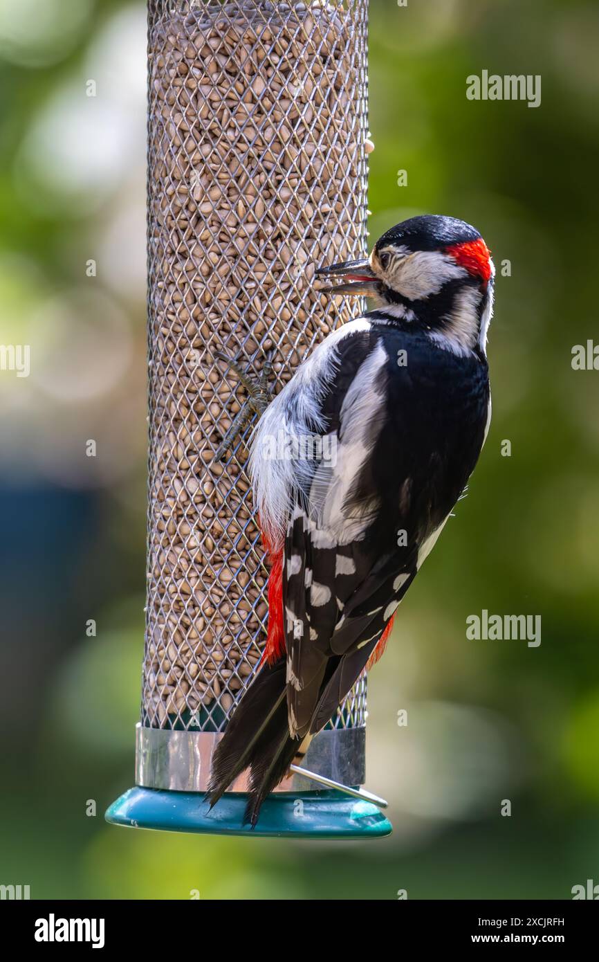 A dendrocopus major, commonly known as a great spotted woodpecker ...