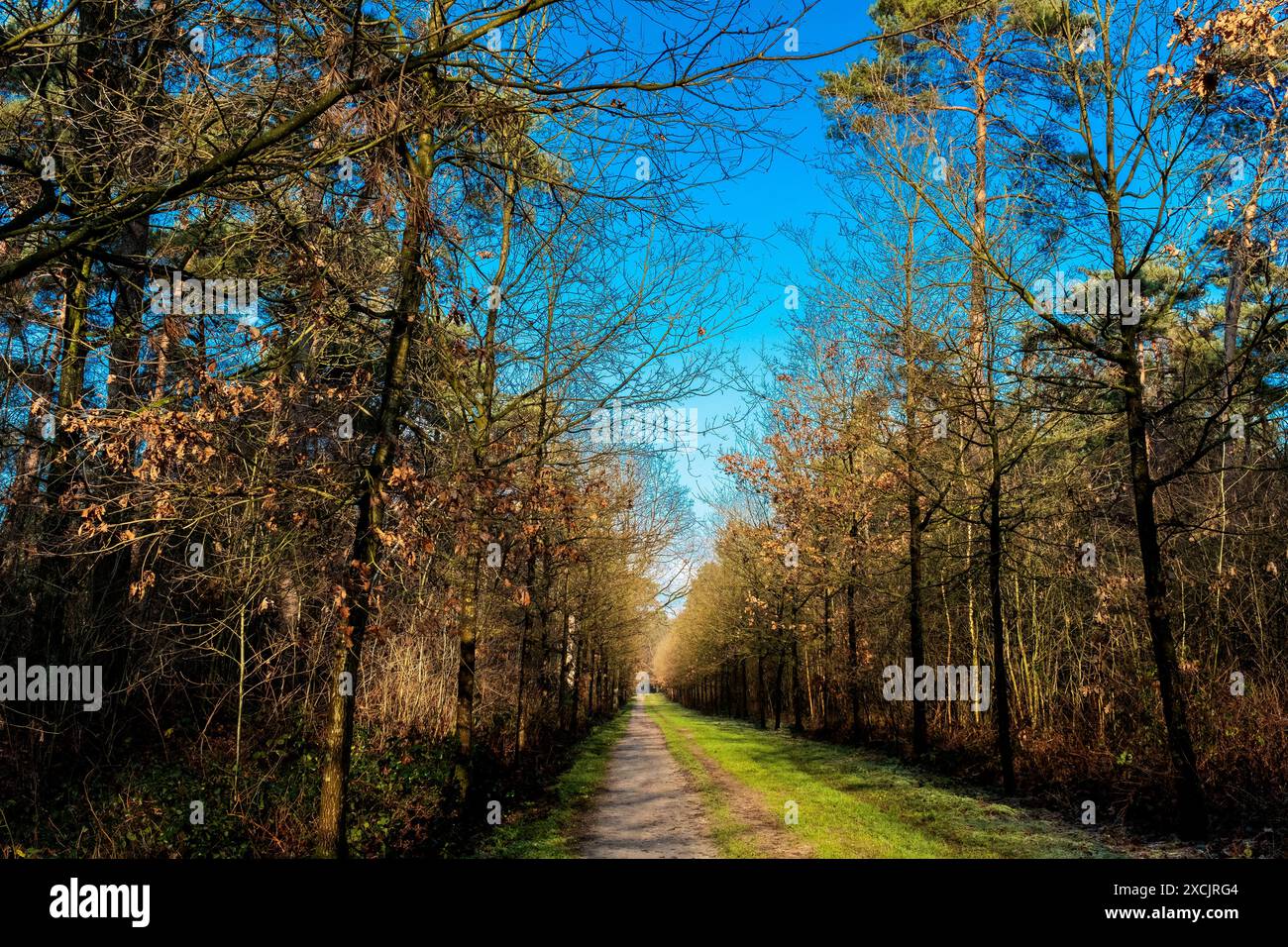Forrest Road Track and Avenue inside a rural forrest during a sunny ...