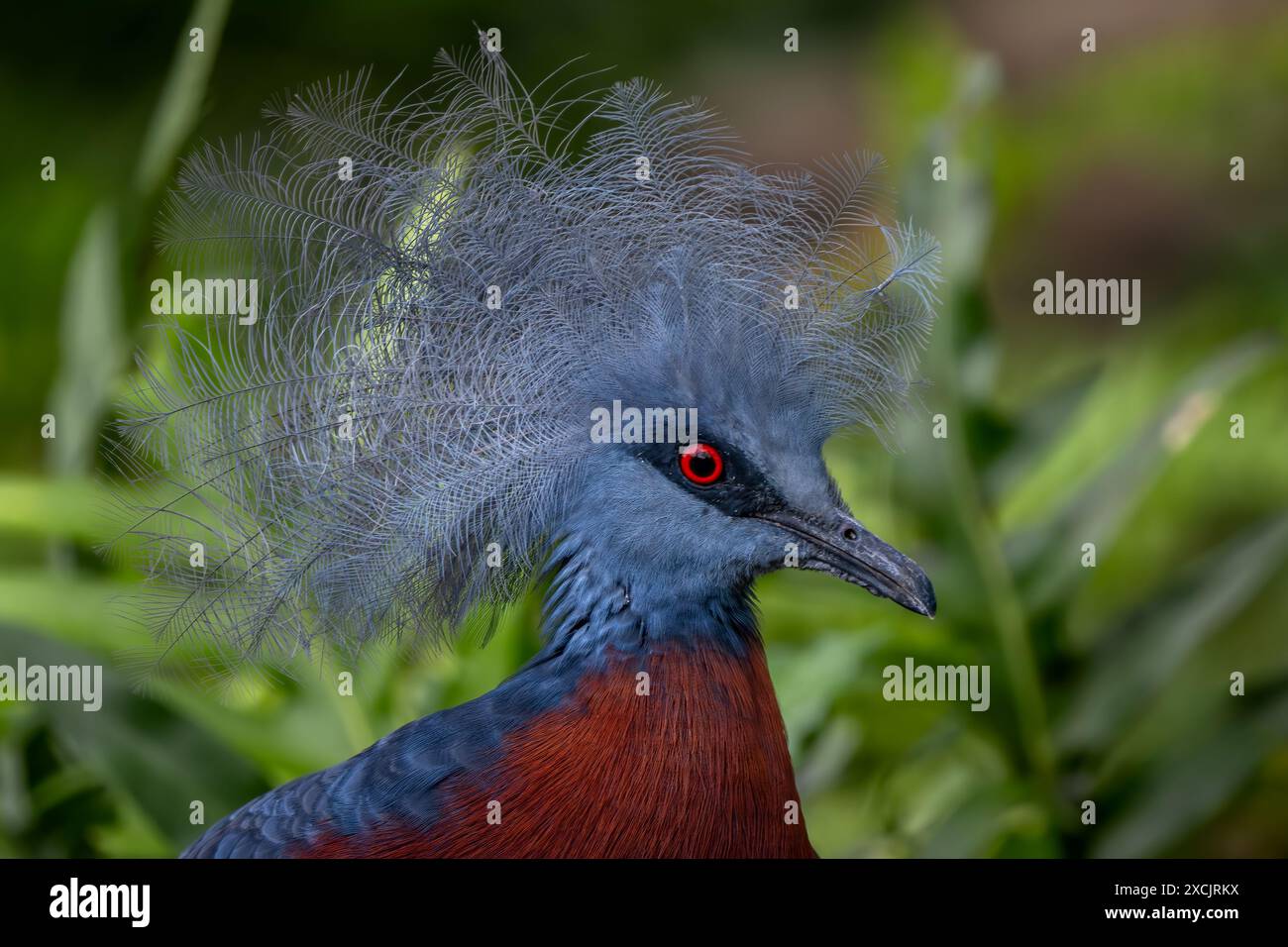 Victoria Crowned-pigeon - Goura victoria, portrait of beautiful crowned ...