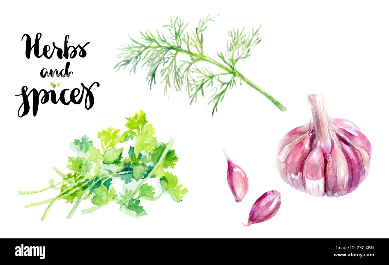 Cilantro design art hi-res stock photography and images - Alamy