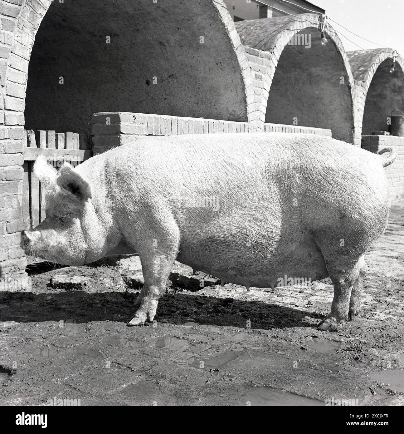 1960s, historical, large pig, China Stock Photo - Alamy