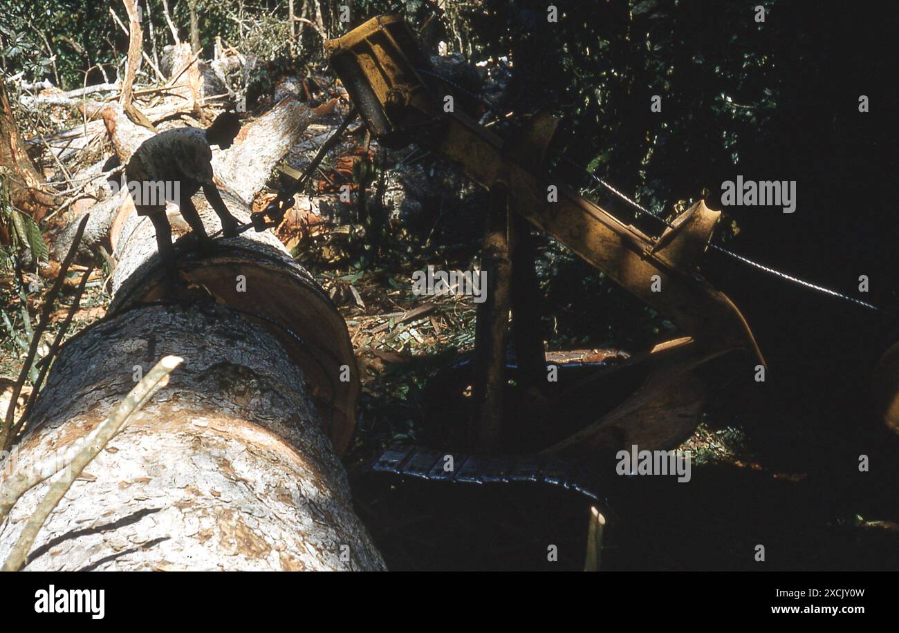Cocoa farming deforestation hi-res stock photography and images - Alamy