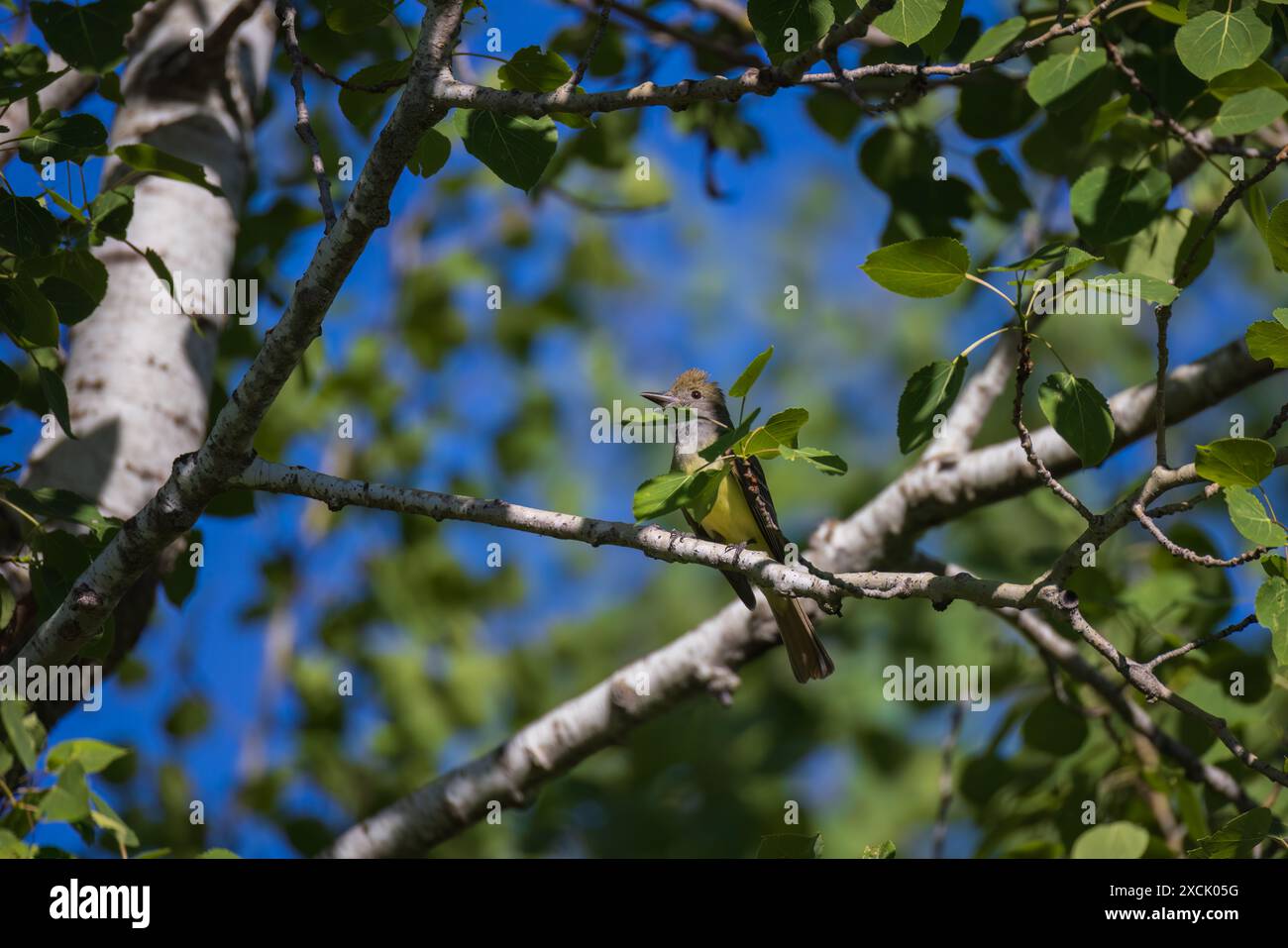 Great crested flycatcher on a June morning in northern Wisconsin Stock ...