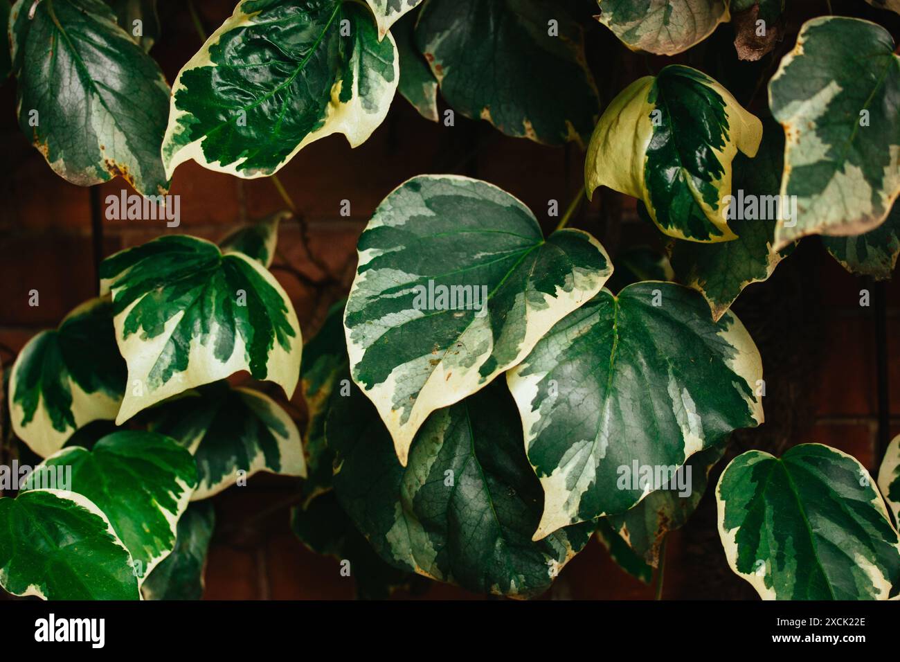 Algerian ivy 'Gloire de Marengo'. Self-clinging evergreen climber plant ...