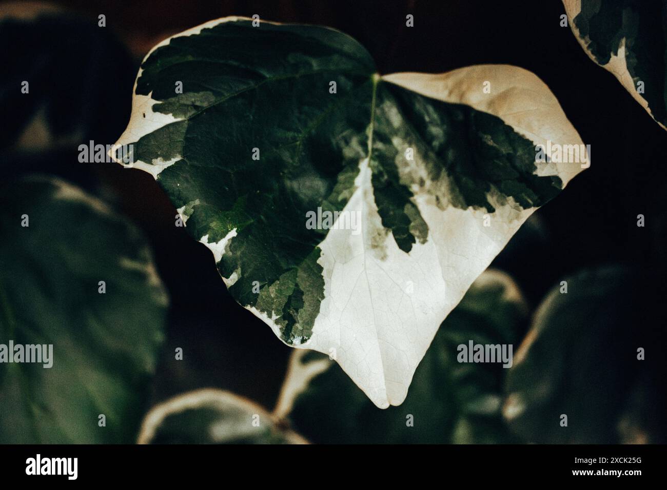 Algerian ivy 'Gloire de Marengo'. Self-clinging evergreen climber plant ...