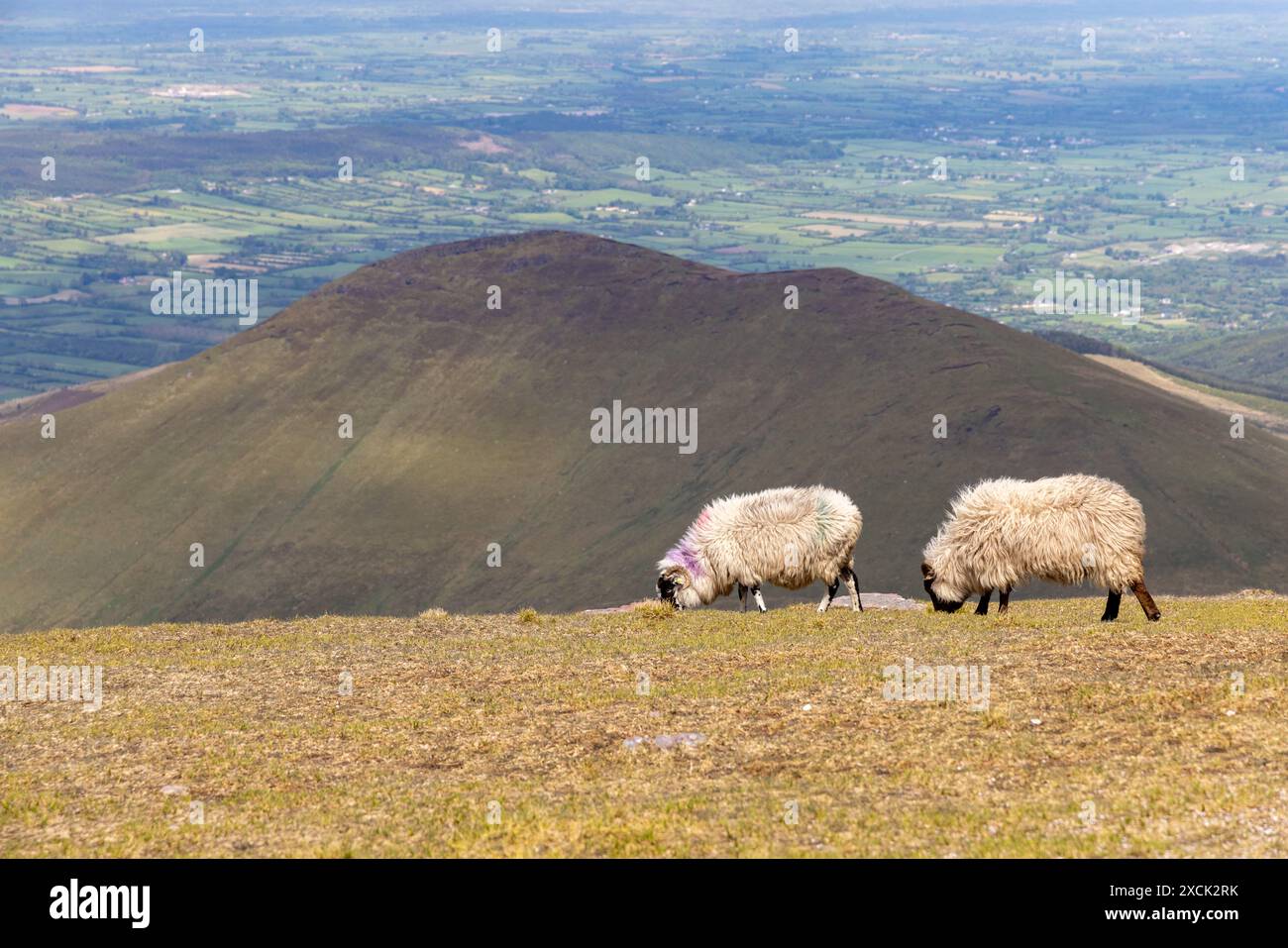 Galtymore, County Tipperary, Ireland Stock Photo - Alamy