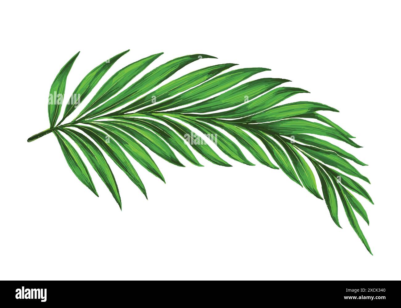 Decorative palm vector vectors hi-res stock photography and images - Alamy